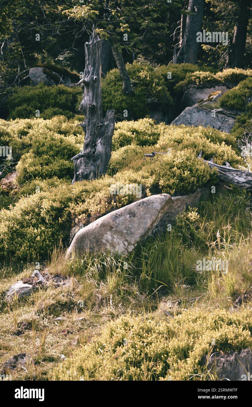 The Harz forest dieback Stock Photo - Alamy