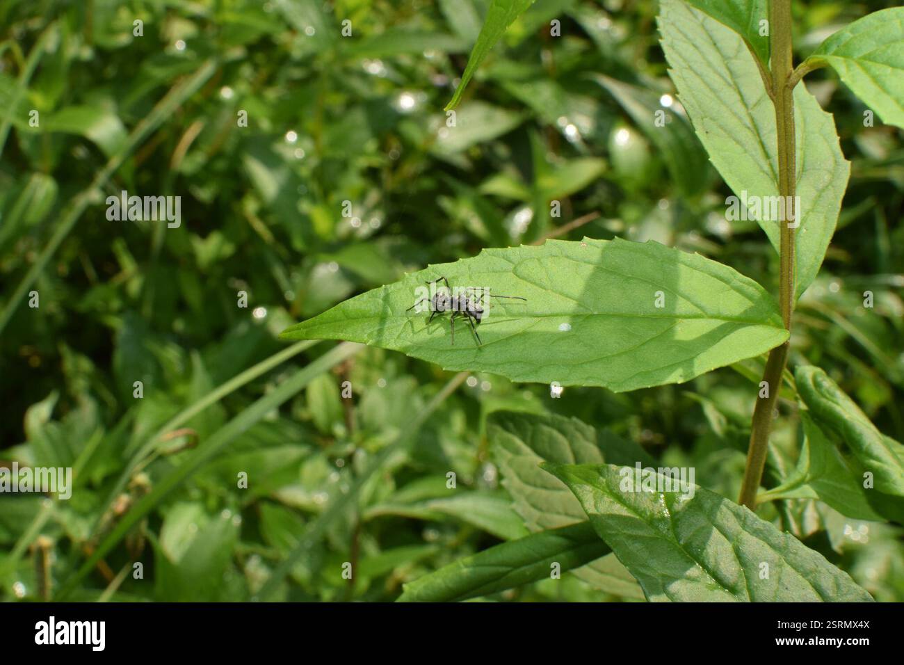 Black ant mimicking Jumper (Toxeus magnus), Arachnida, 中国江西省上饶市婺源县 ...