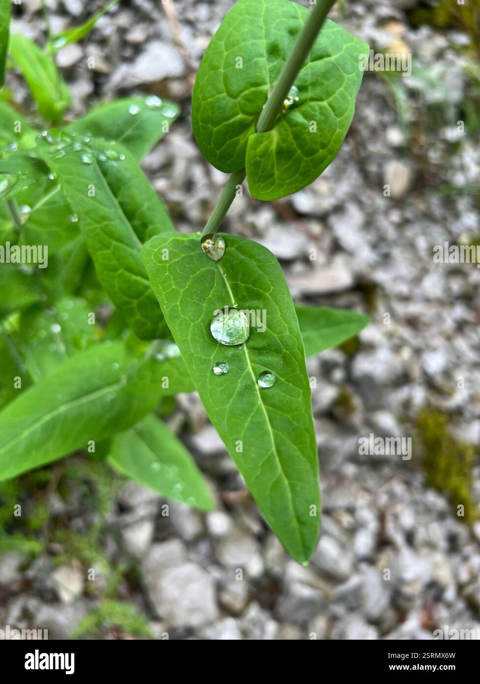 Garlic Cress (Peltaria alliacea), Plantae, M-I 101, Banja Luka ...
