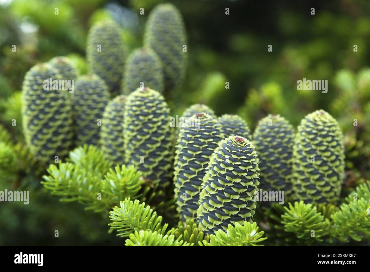 Detailed image pine cone hi-res stock photography and images - Alamy