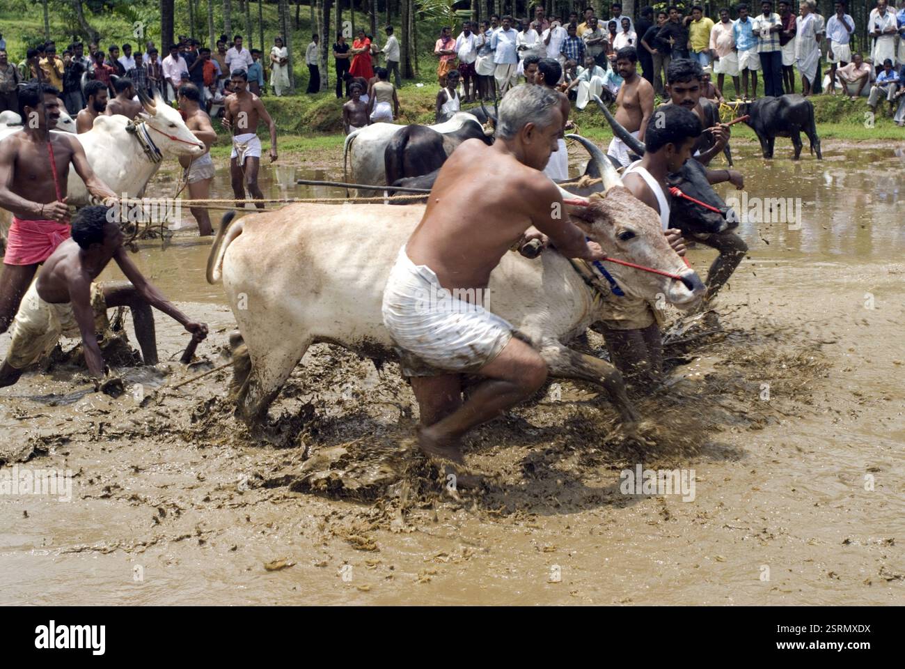 Oxen race in monsoon season well set paddy field & often takes place in ...