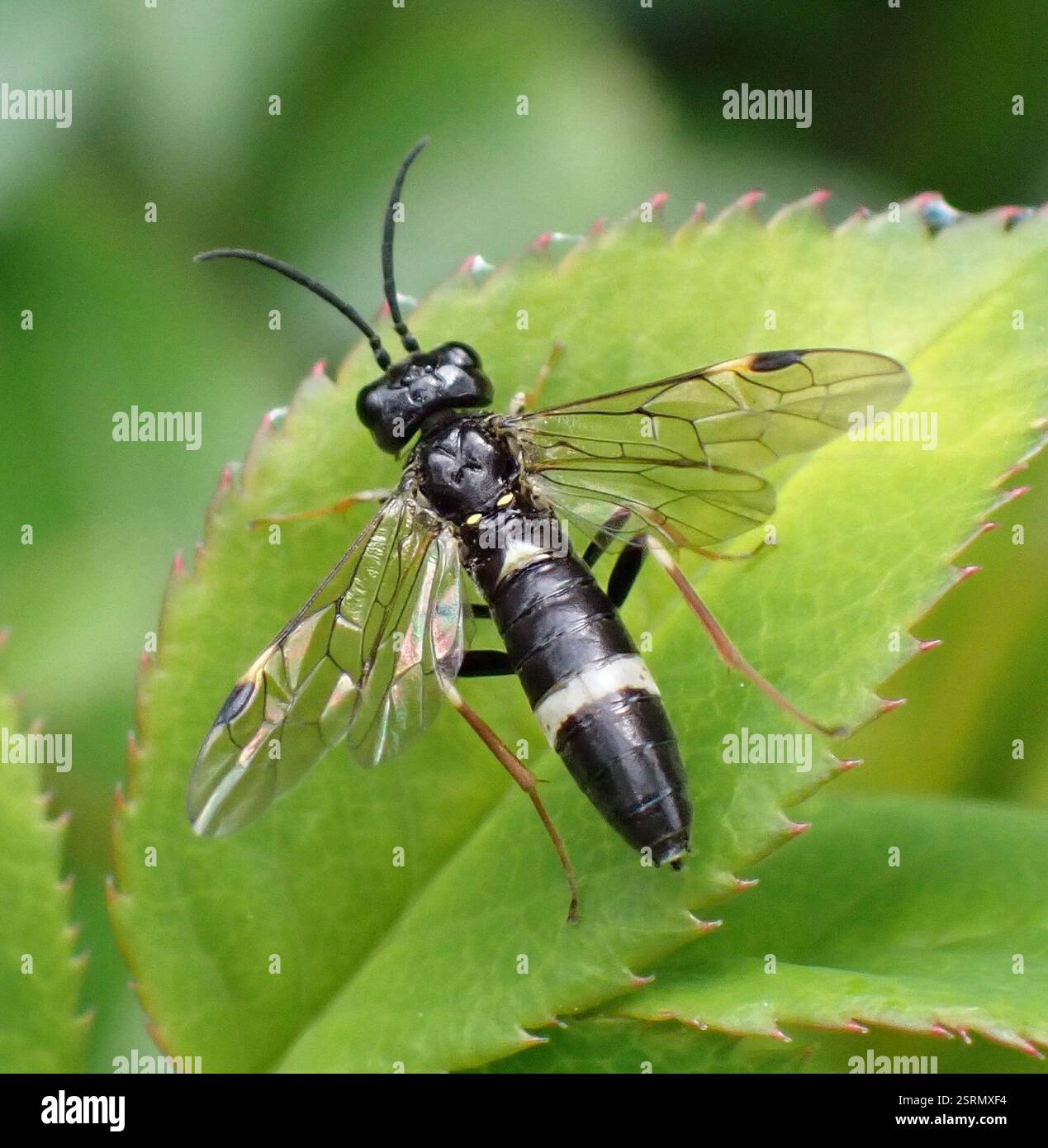 Curled Rose Sawfly (Allantus cinctus), Insecta, Graafland, Groot-Ammers ...