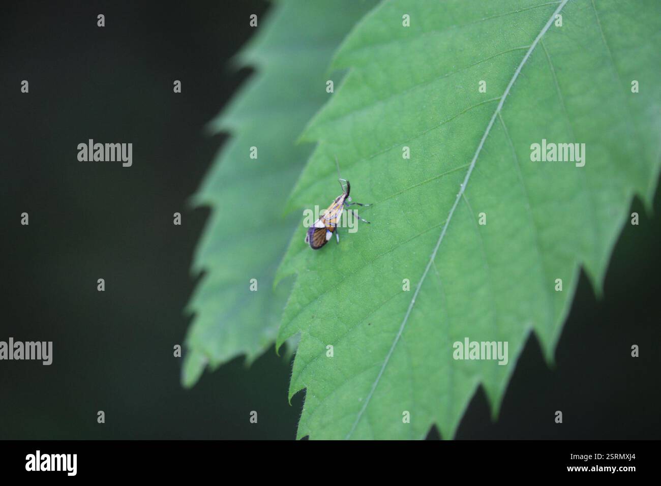 Common Tubic (Alabonia geoffrella), Insecta, La Frette, France Stock ...