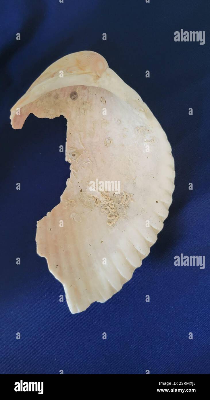 Giant Atlantic Cockle (Dinocardium robustum), Mollusca, Treasure Island ...