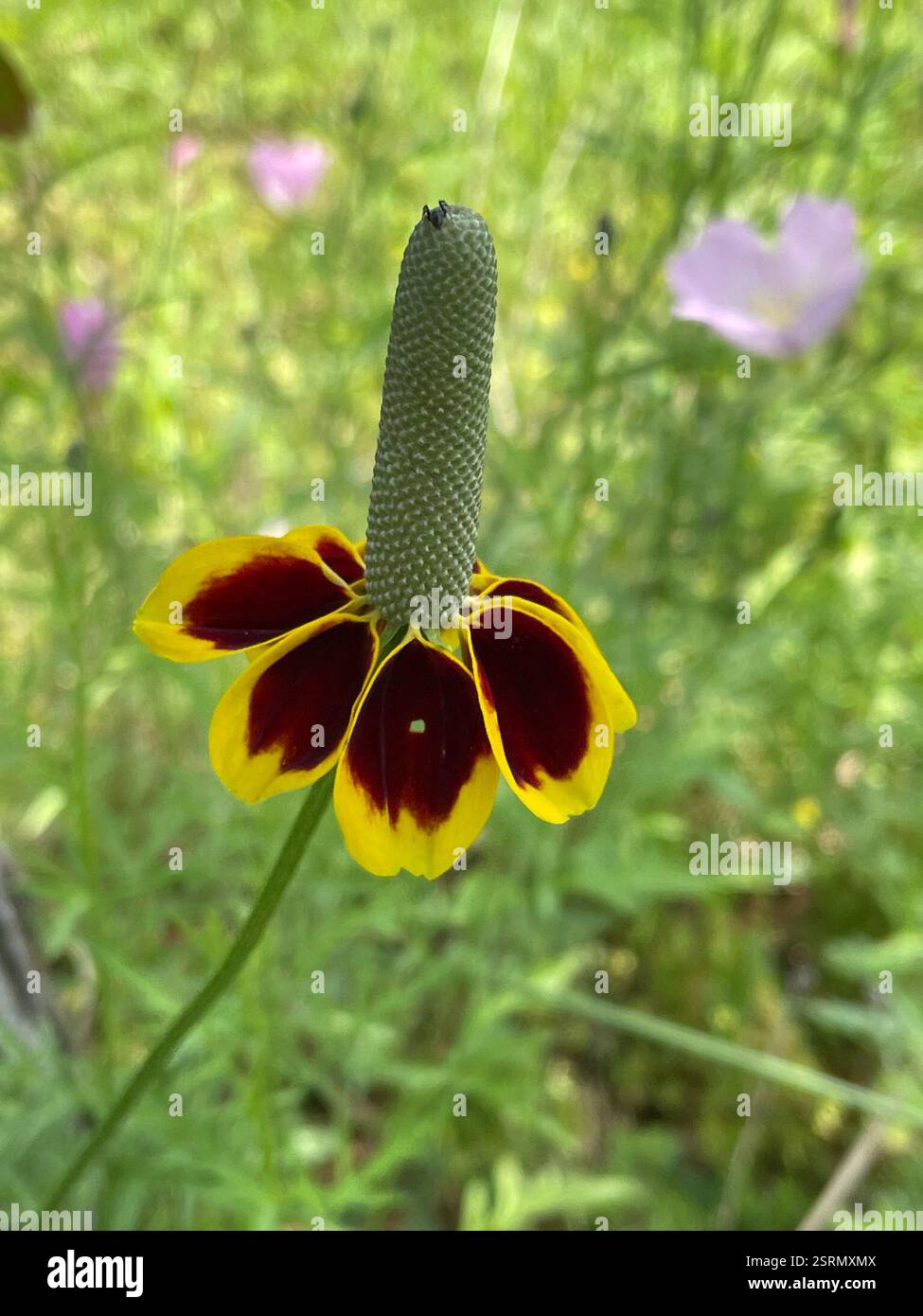 upright prairie coneflower (Ratibida columnifera), Plantae, The ...