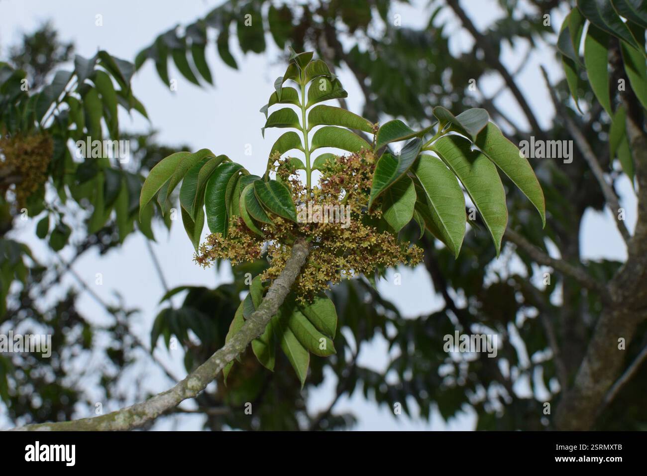 Japanese wax tree (Toxicodendron succedaneum), Plantae, 中国浙江省温州市洞头区 ...