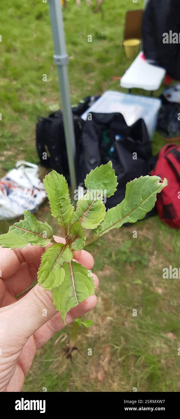 Himalayan balsam (Impatiens glandulifera), Plantae, CG24+94, Coventry ...