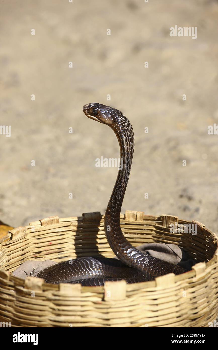 Indian Cobra in Charmer Basket India Stock Photo - Alamy