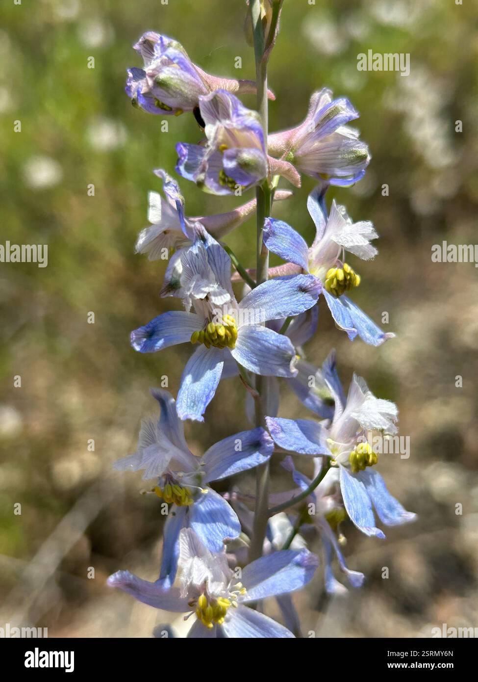 Pinoche Creek larkspur (Delphinium gypsophilum), Plantae, Calf Canyon ...
