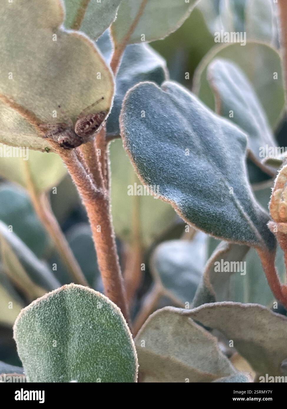 Garden Jumping Spiders (Opisthoncus), Arachnida, Melbourne VIC ...