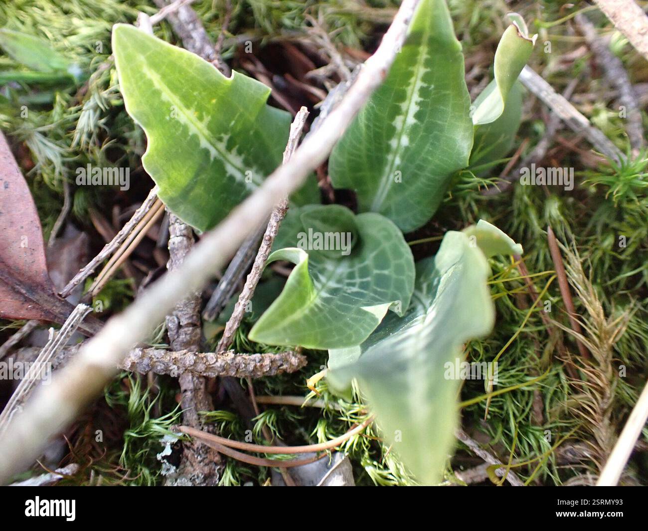 Western Rattlesnake Plantain (Goodyera oblongifolia), Plantae, West ...