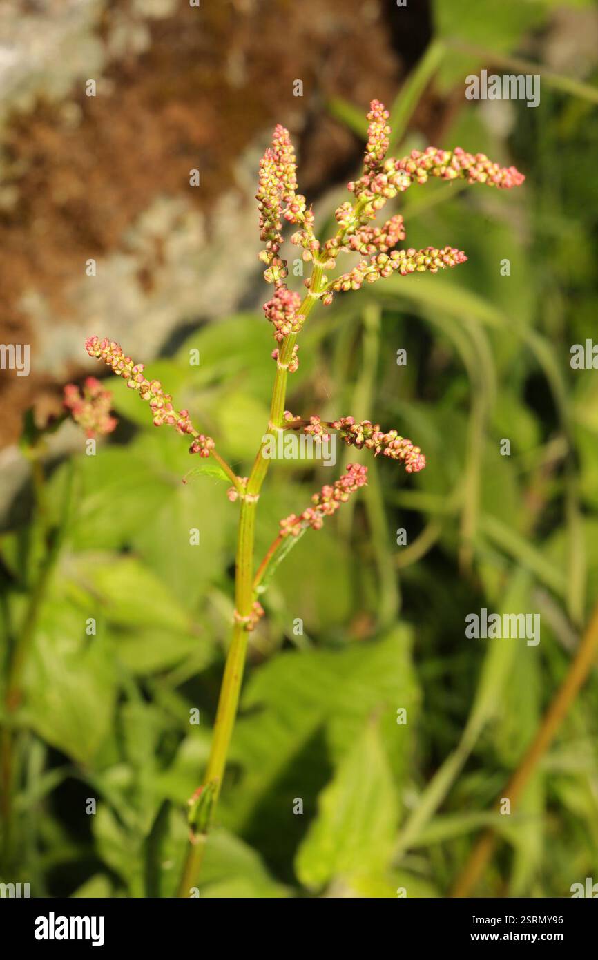 Common Sorrel (Rumex acetosa), Plantae, Penrhos Coastal Park, London ...