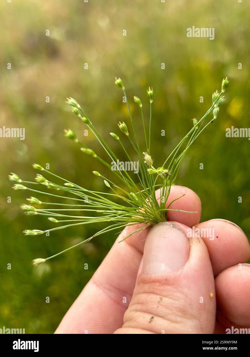 Luciensis hi-res stock photography and images - Alamy