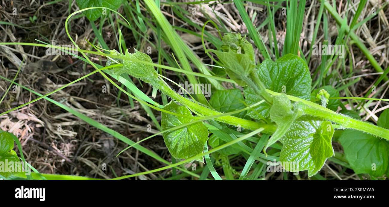 coastal manroot (Marah oregana), Plantae, Shaw Island, Shaw Island, WA ...