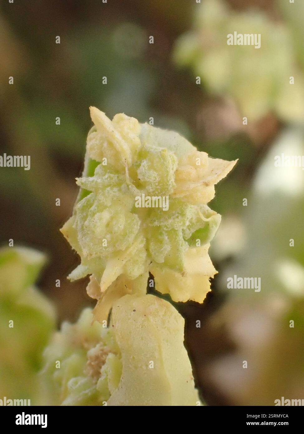 sprawling saltbush (Atriplex suberecta), Plantae, Tarmigt, Drâa ...