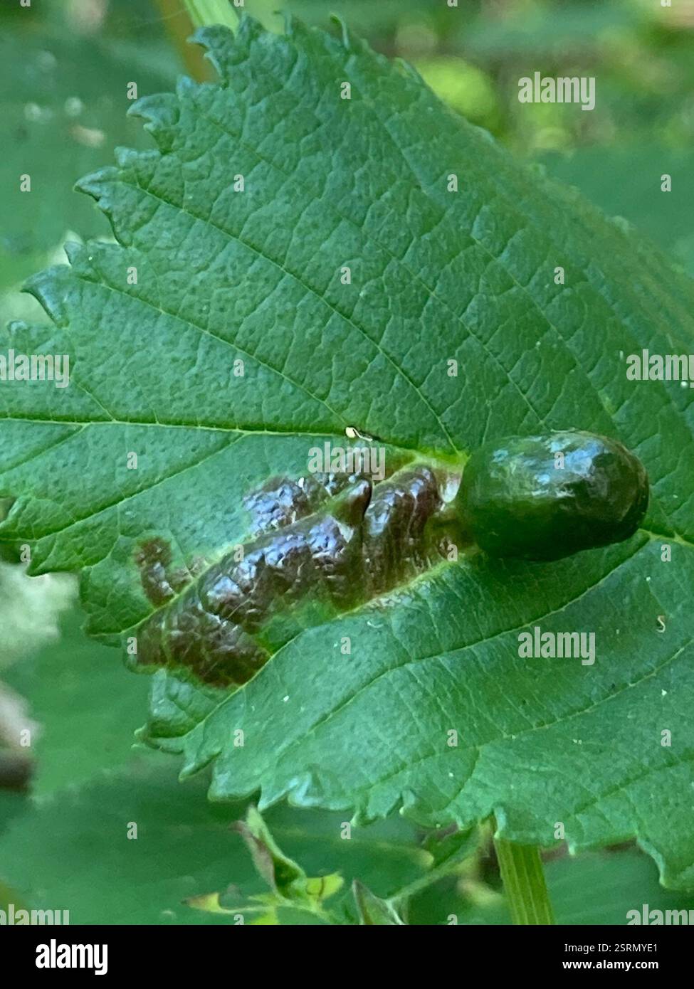Elm Sack Gall Aphid (Tetraneura ulmi), Insecta, Riverside Dr, London ...