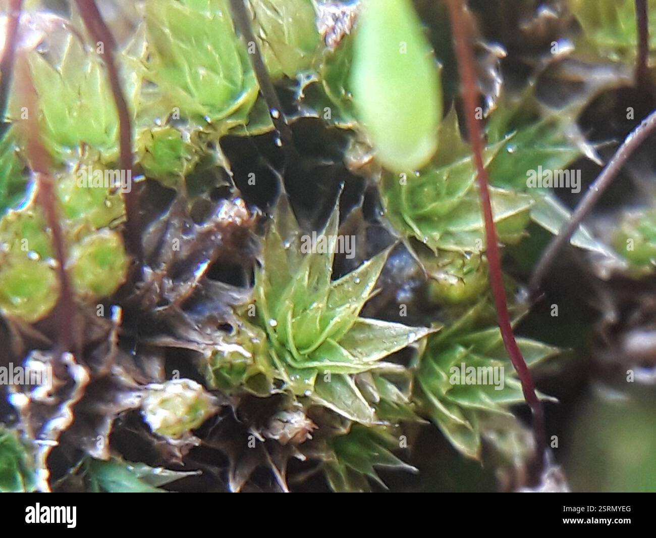 Capillary Thread-moss (Ptychostomum capillare), Plantae, Guelph, ON ...