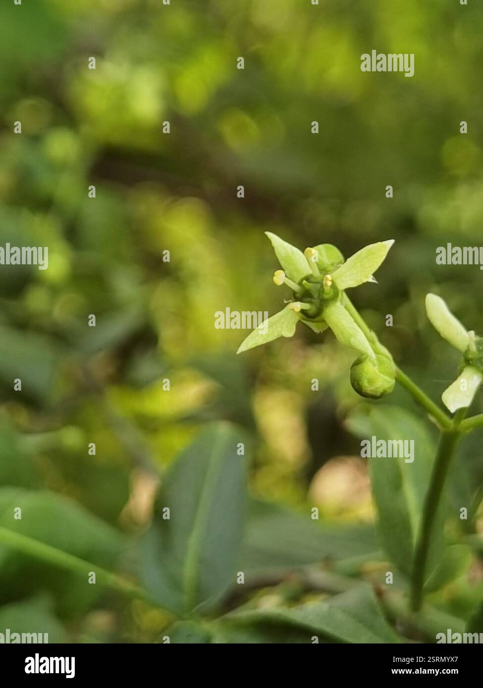 Spindle (Euonymus europaeus), Plantae, Northeim, Deutschland, spindle ...