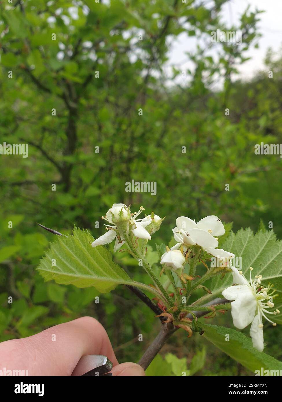 Canadian Hawthorn (Crataegus canadensis), Plantae, Laval, QC, Canada ...