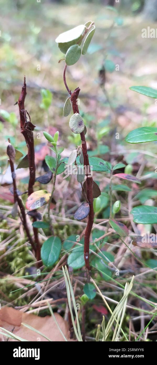 Huckleberry Broom Rust Fungus (Calyptospora columnaris), Fungi ...