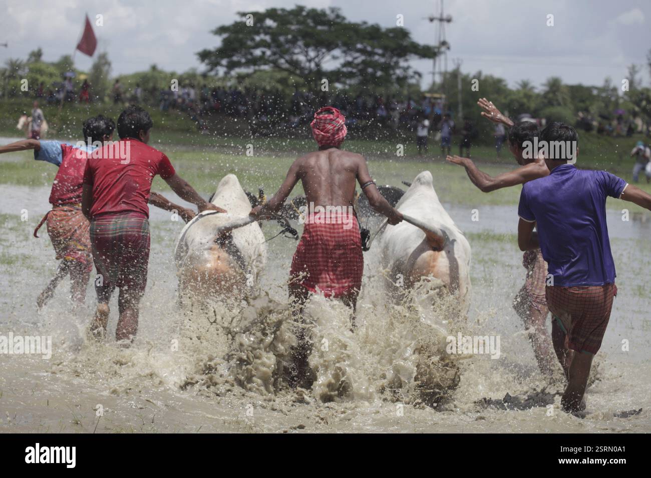 Bull race, west bengal, india, asia Stock Photo - Alamy