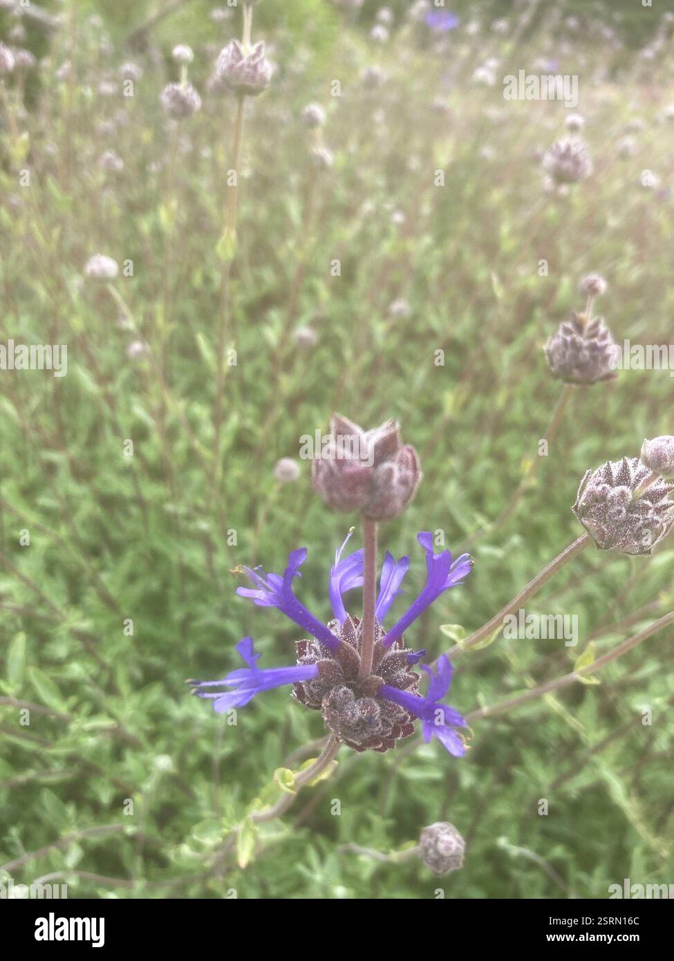 Cleveland Sage (Salvia clevelandii), Plantae, S Camino del Mar, Del Mar ...