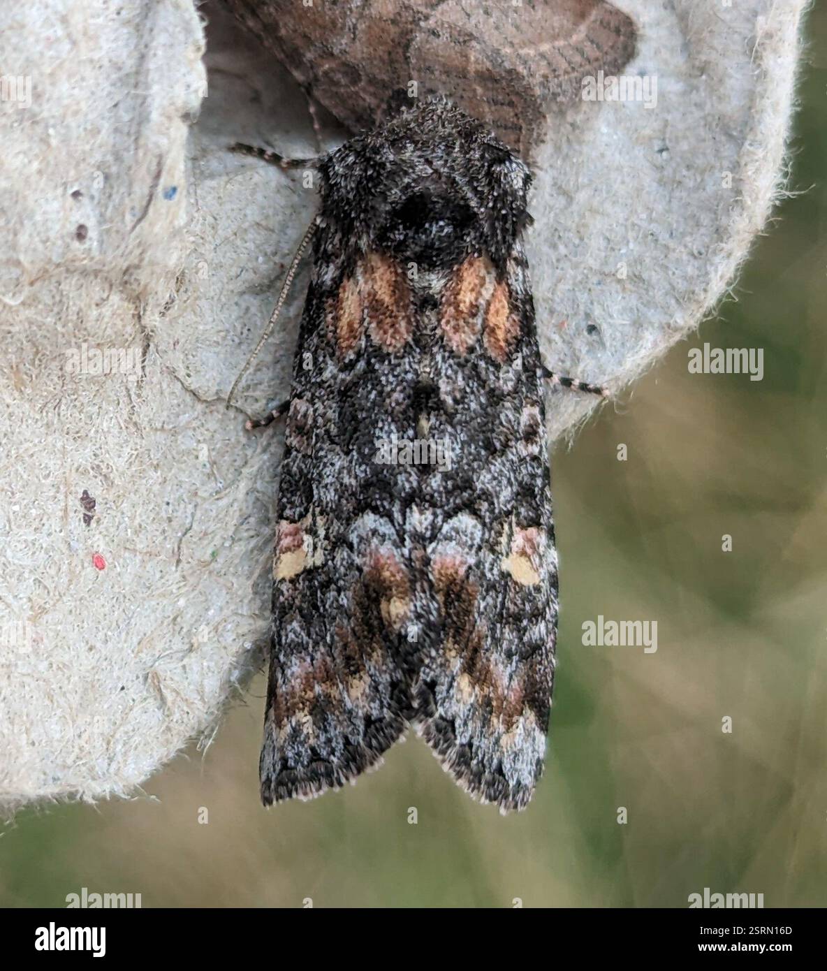 Otter Spiramater Moth (Spiramater lutra), Insecta, Baldonnel, BC V0C ...