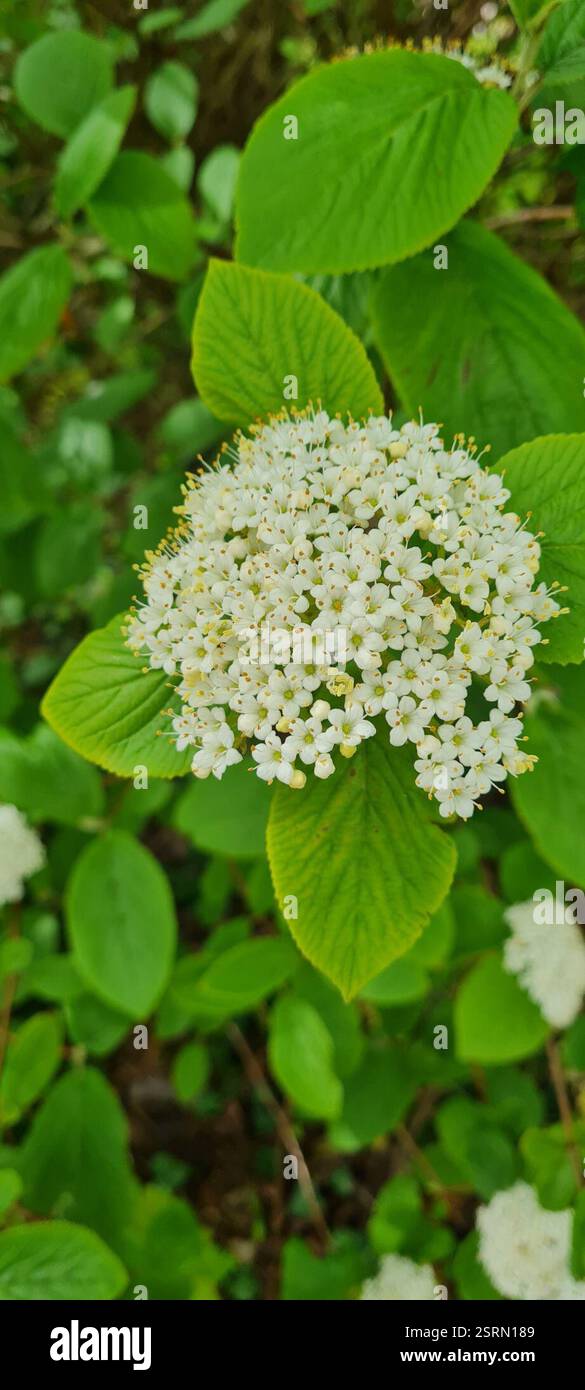 Wayfaring-tree (Viburnum lantana), Plantae, Falmer, Brighton BN1 9PX ...