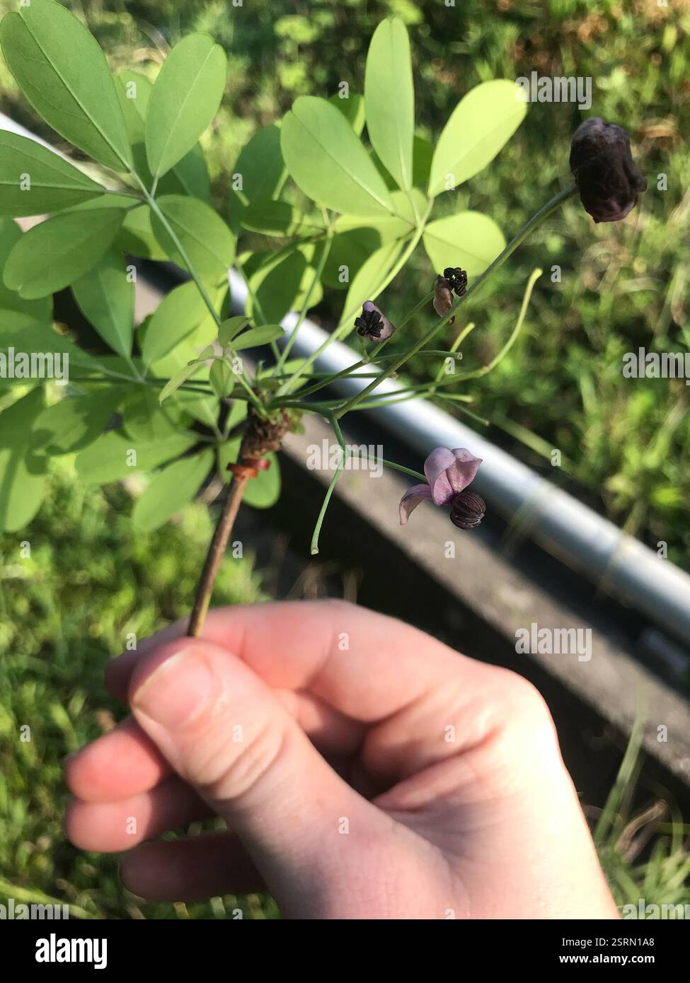 Five-leaf akebia (Akebia quinata), Plantae, Kamikoshikicho Nakakoshiki ...