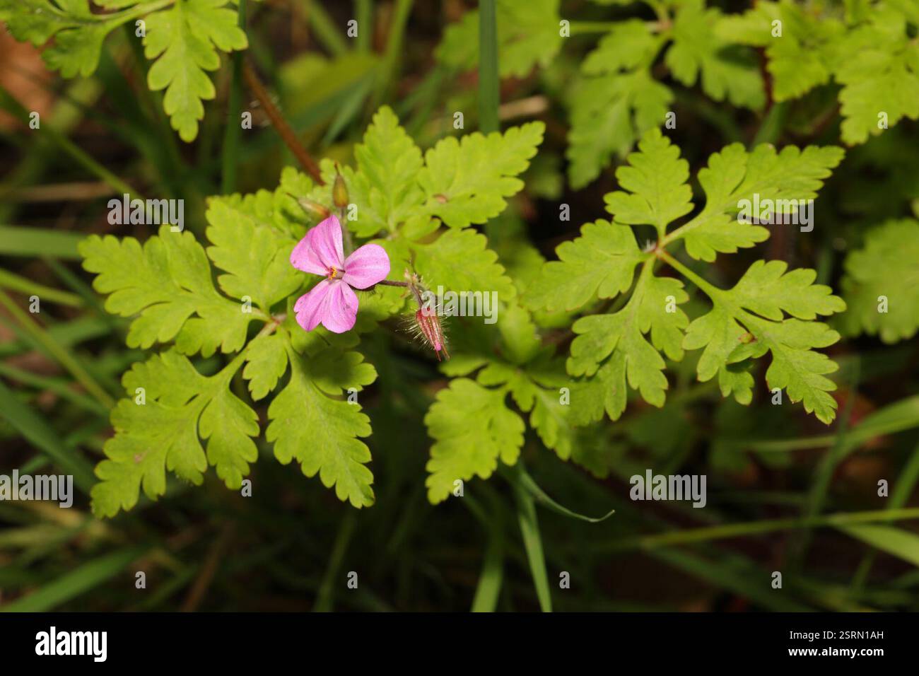 Herb Robert (Geranium robertianum), Plantae, Norton Priory, Tudor Road ...