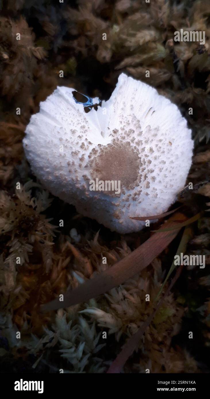 Skullcap Dapperling (Leucocoprinus brebissonii), Fungi, 14195 Berlin ...