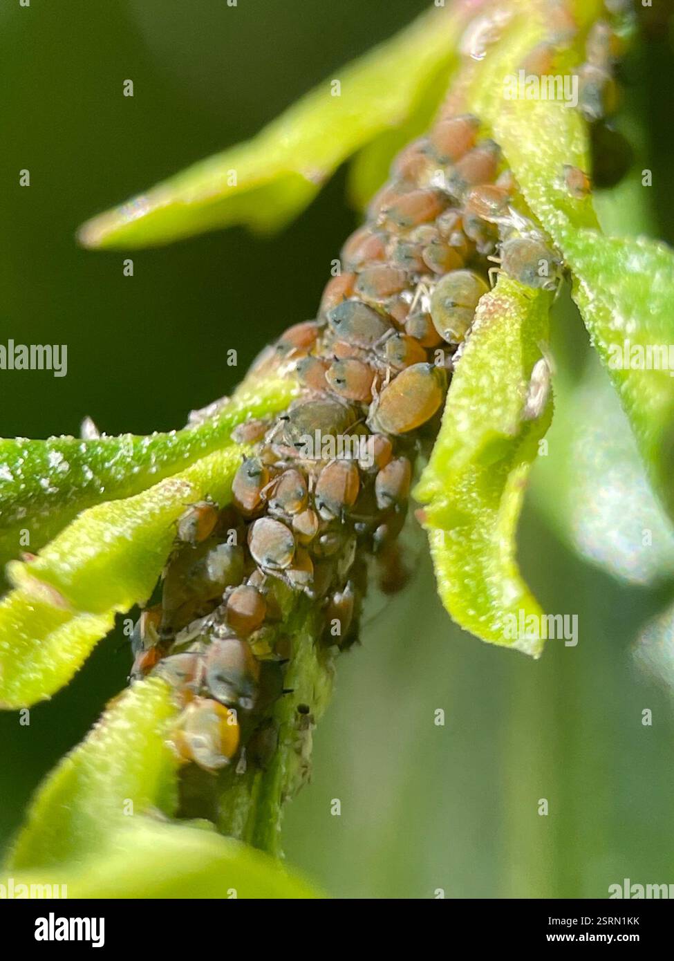 (Aphis), Insecta, Myrtle Dr, Sunnyvale, CA, US, Host plant is a Coyote ...