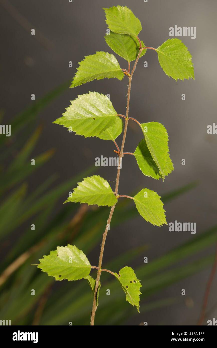 silver birch (Betula pendula), Plantae, Norton Priory, Tudor Road ...