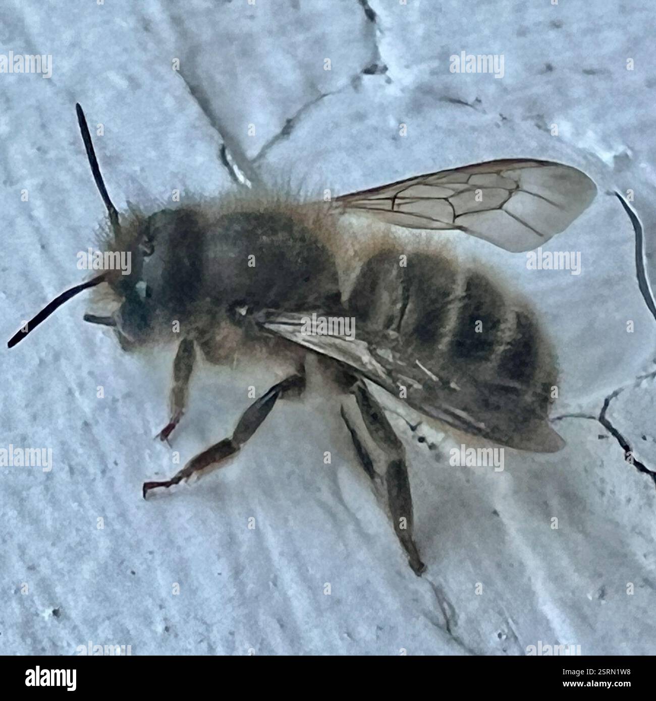 Horn-faced Mason Bee (Osmia cornifrons), Insecta, Lincoln St, Woodstock ...