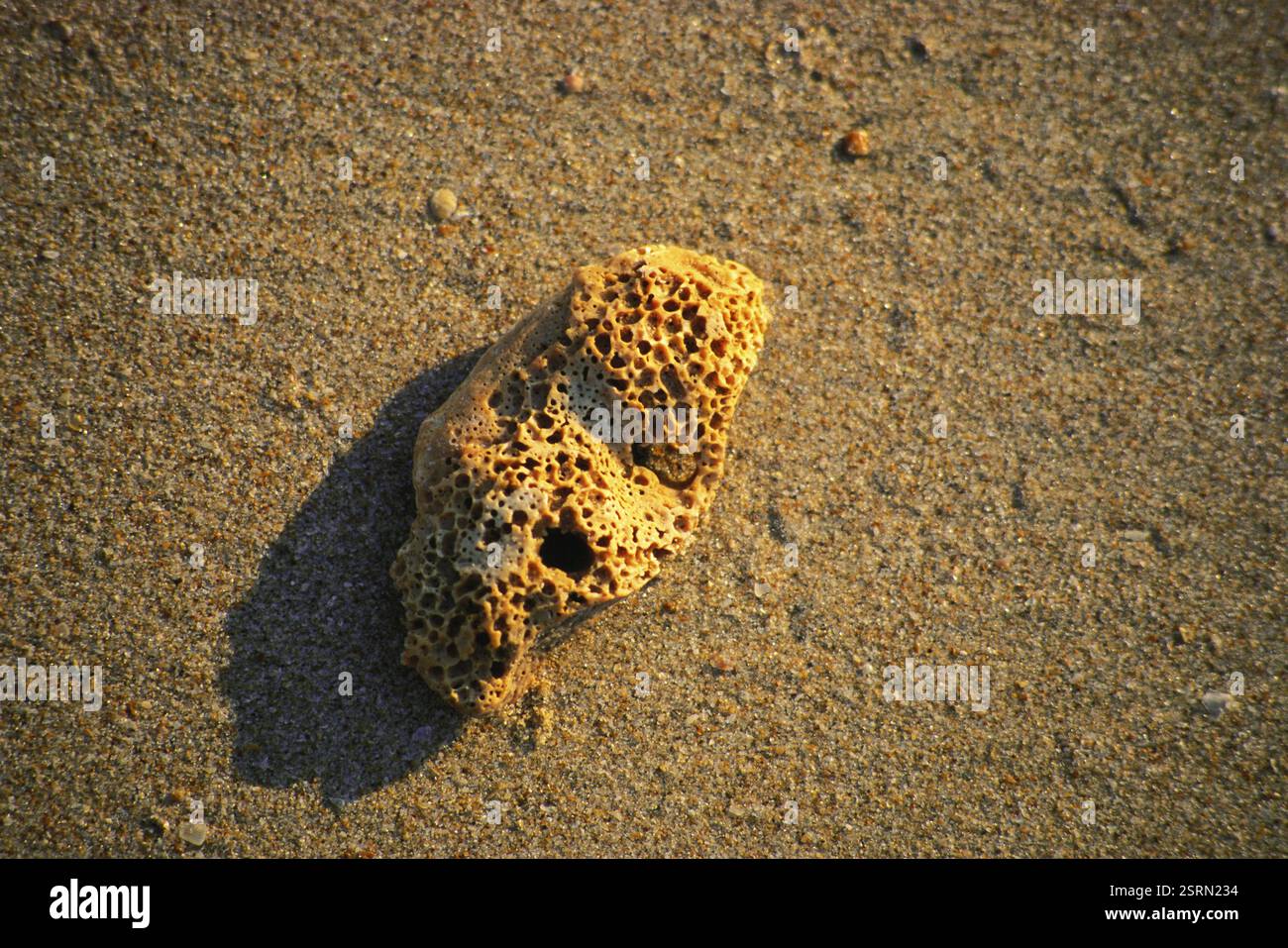 Shells sea erosion on sand Stock Photo - Alamy