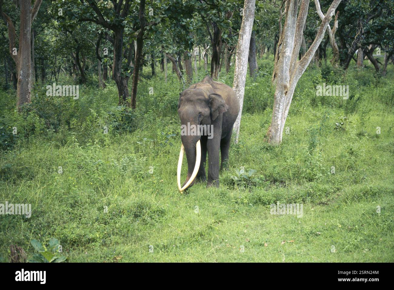 Elephant elephas maximus tusker joint tusks, koodu kombu, India, Asia ...