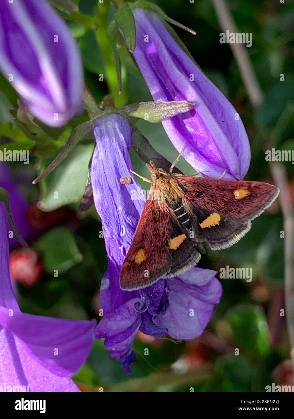 Mint Moth (Pyrausta aurata), Insecta, Bannerdown Road, Bath, England ...