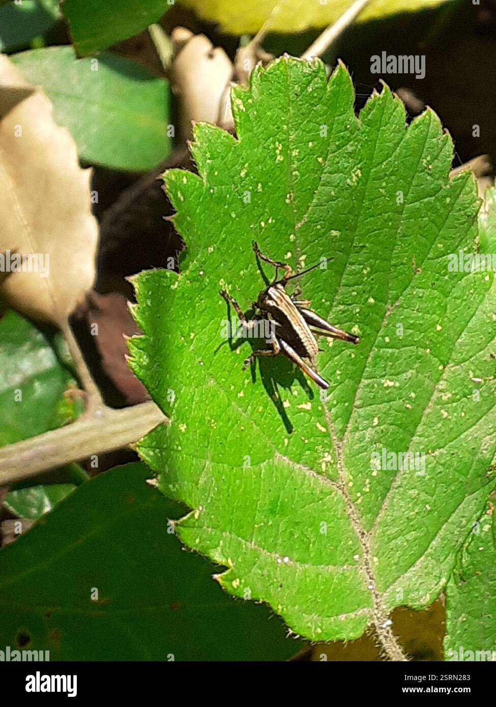 (Pholidopterini), Insecta, Città metropolitana di Roma Capitale, Italia ...