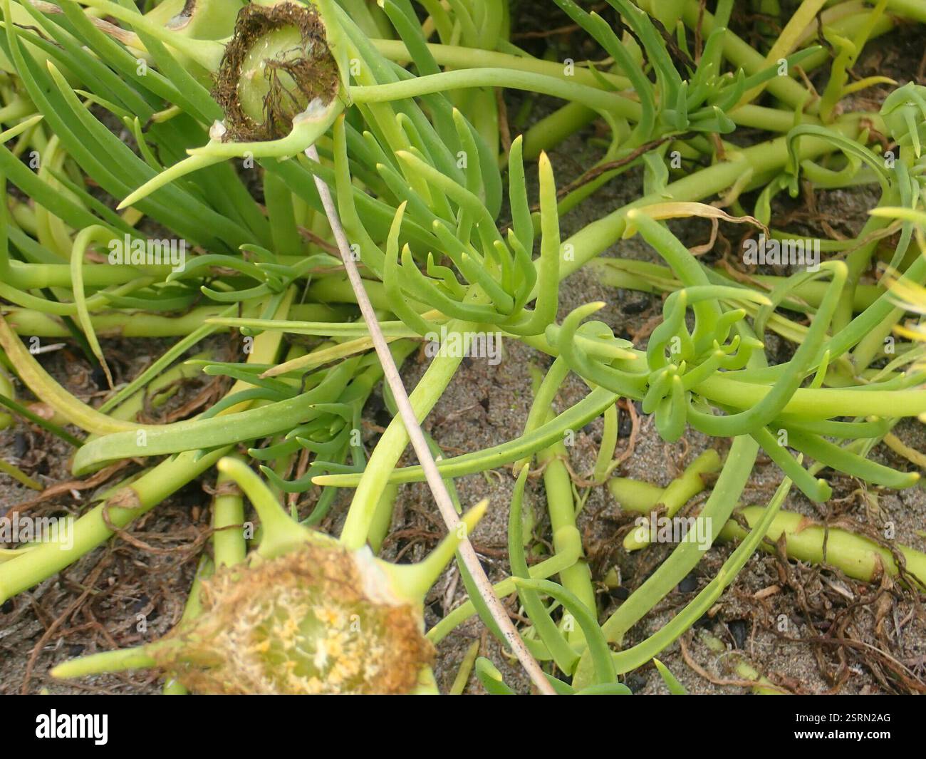 Pig's-root (Conicosia pugioniformis), Plantae, Dillon Beach, CA, USA ...
