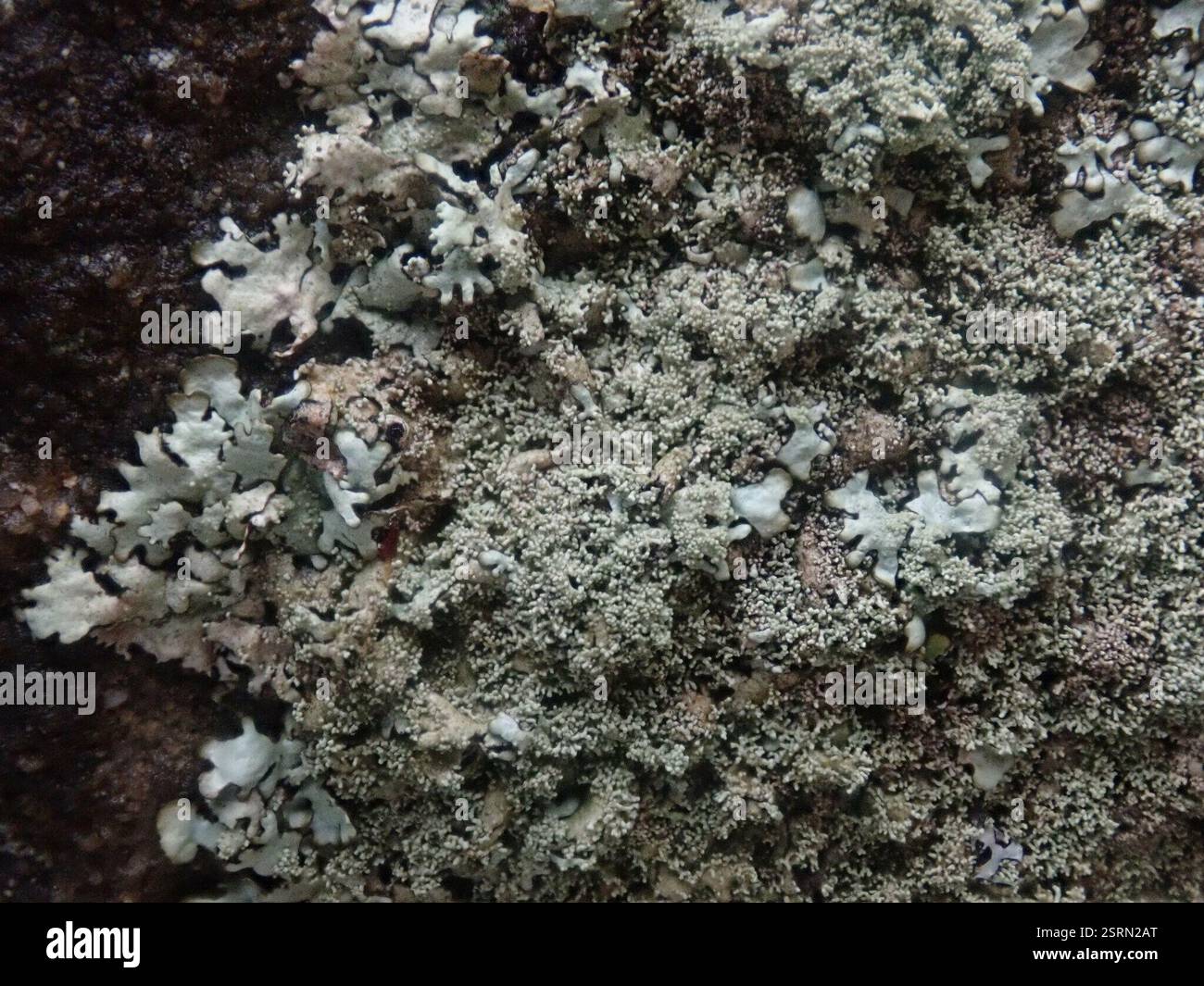 Peppered Rock-shield (Xanthoparmelia conspersa), Fungi, Franklin ...