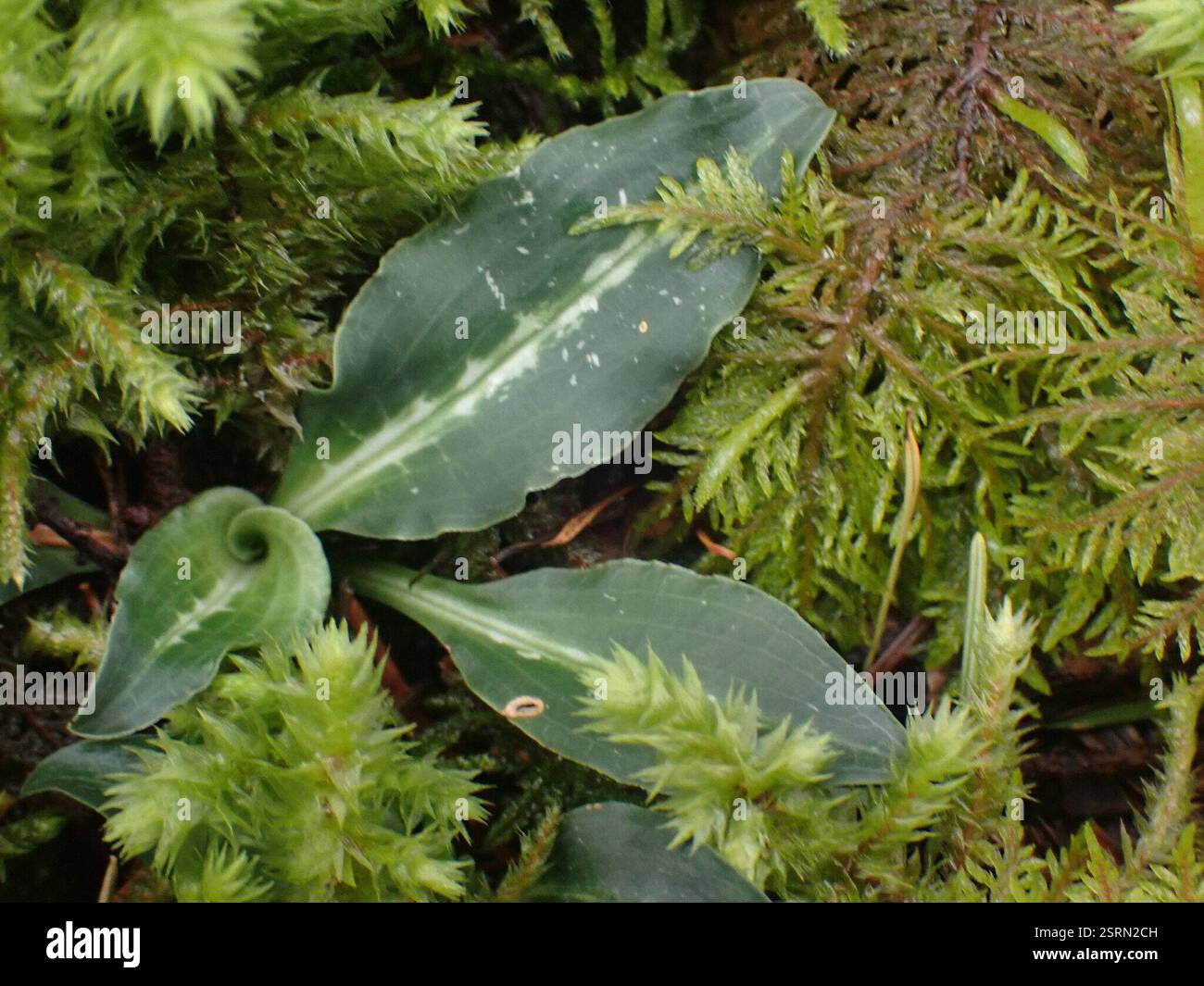 Western Rattlesnake Plantain (Goodyera oblongifolia), Plantae, Nanaimo ...