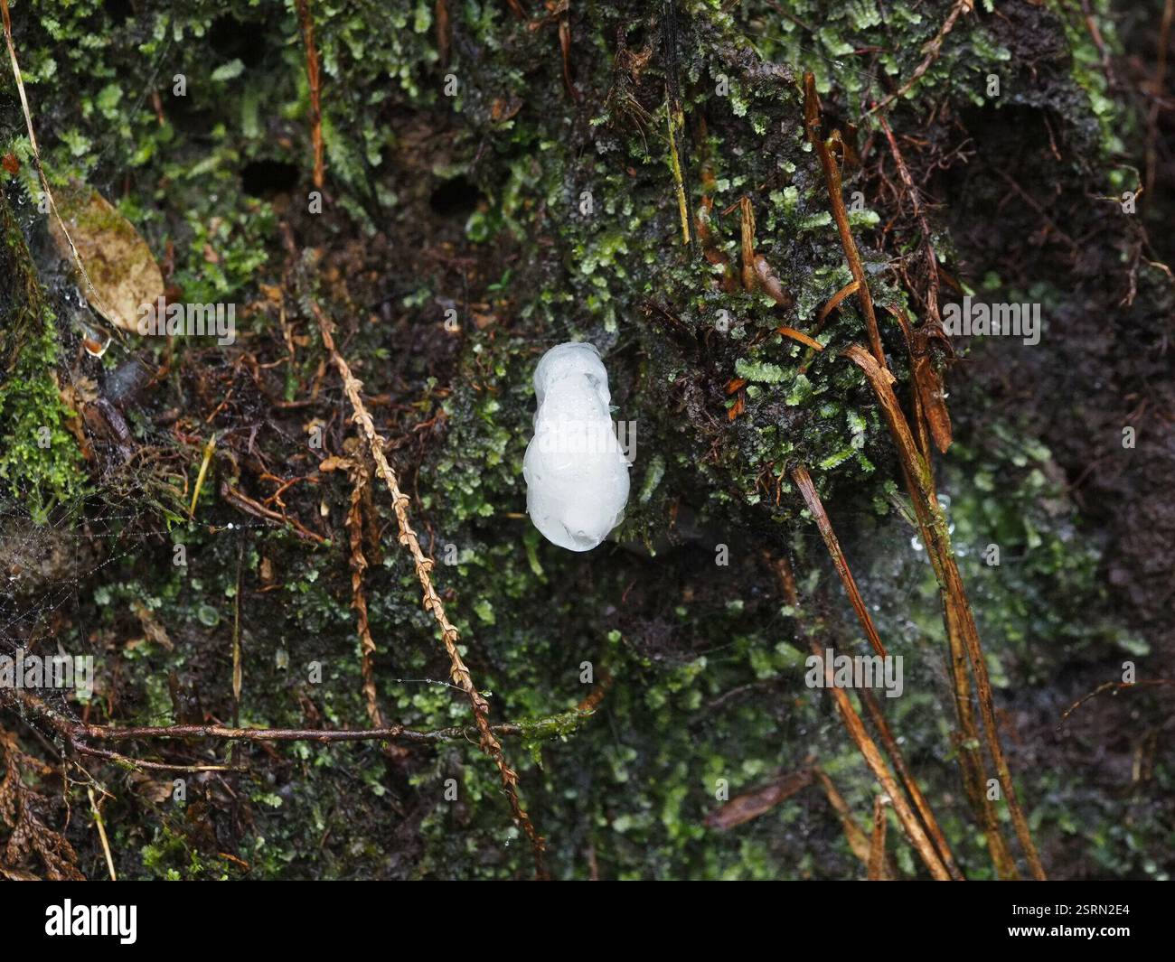 Convulsion Root (Monotropastrum humile), Plantae, 台灣新北市 Stock Photo - Alamy