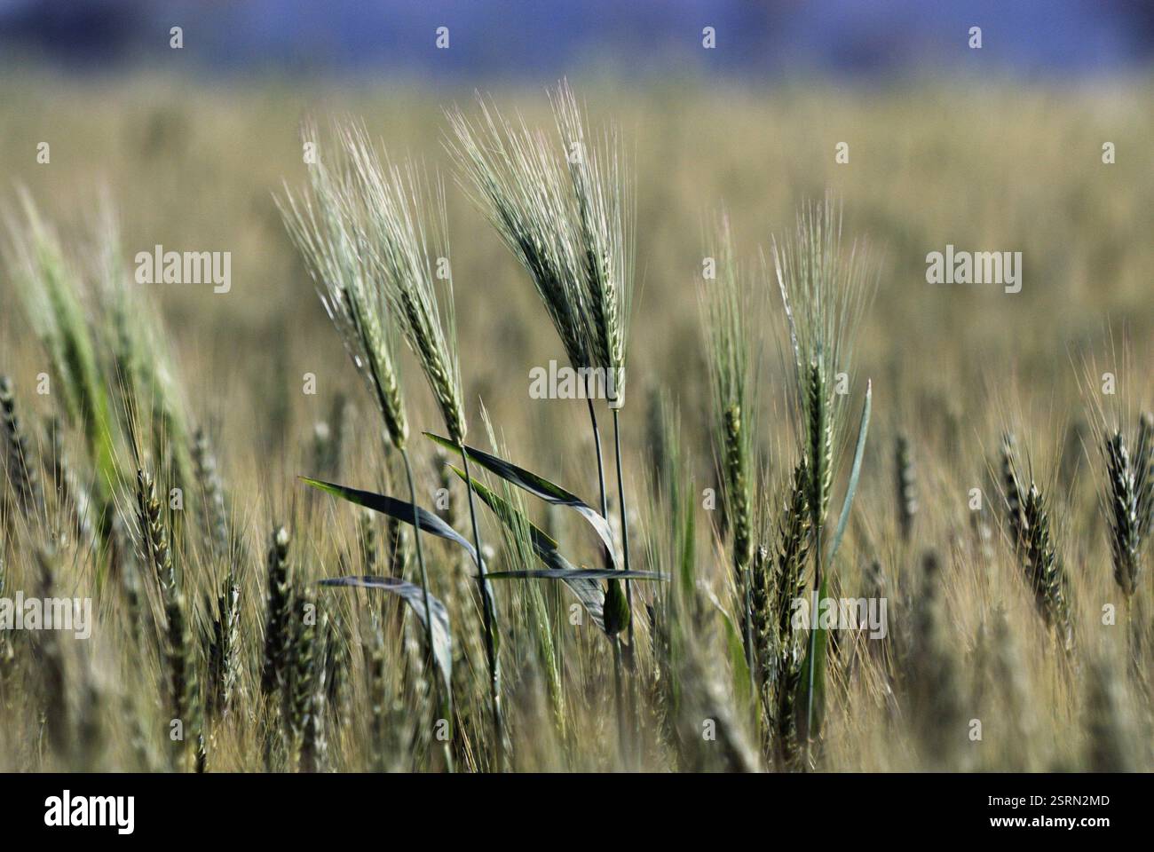 Wheat field near Amritsar, Punjab, India, Asia Stock Photo - Alamy