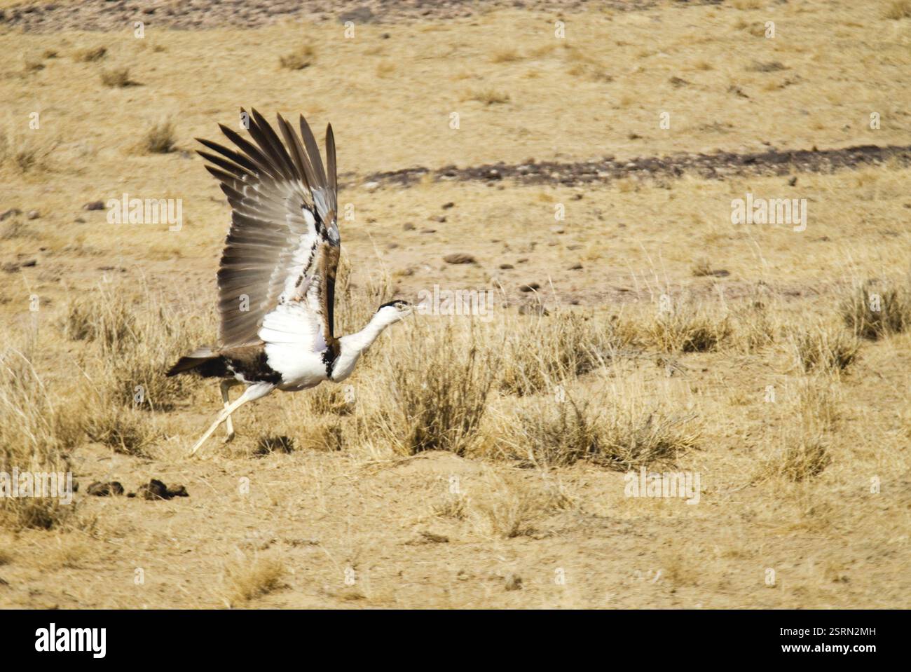 Great indian bustard ardeotis nigriceps at desert sanctuary, Jaisalmer ...