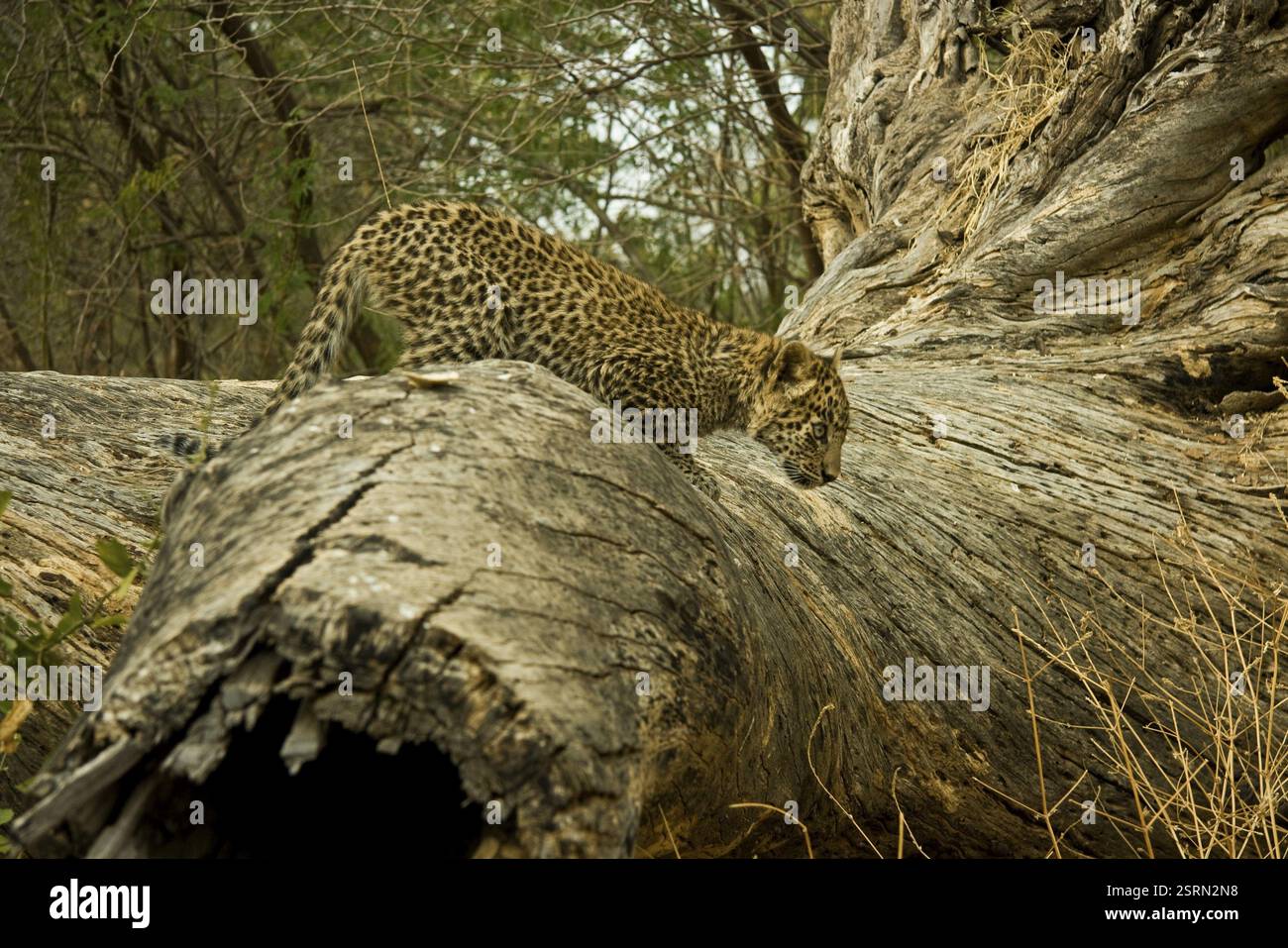 Leopard or panther cub panthera pardus on tree, Ranthambore tiger ...