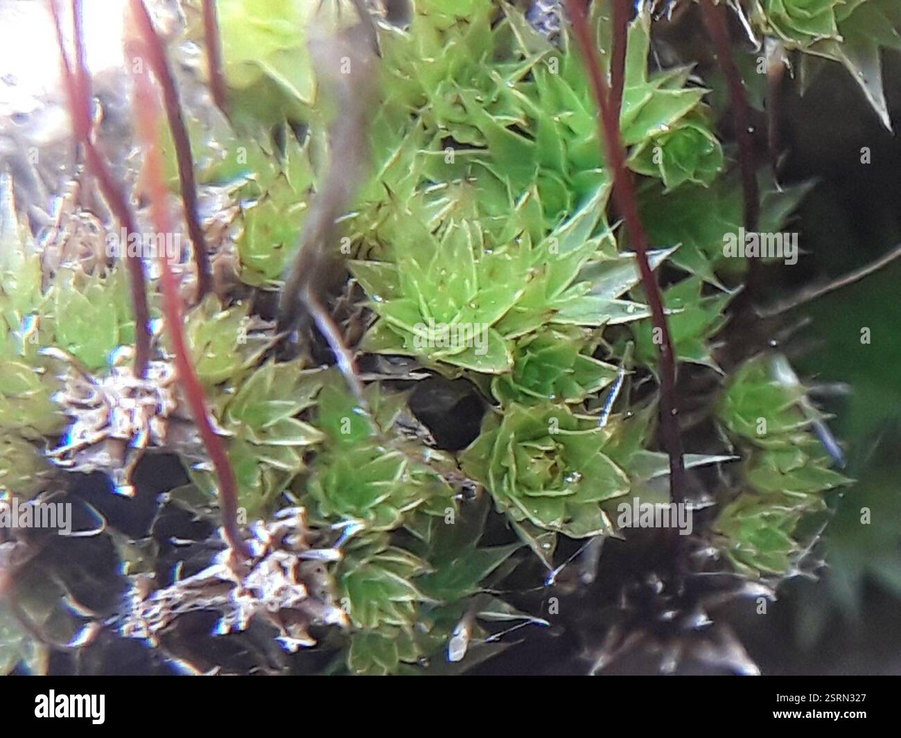 Capillary Thread-moss (Ptychostomum capillare), Plantae, Guelph, ON ...