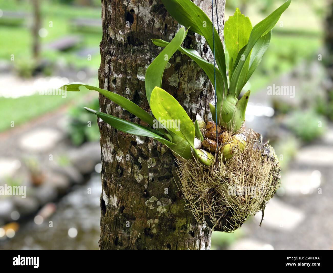 Grammatophyllum scriptum – An exotic ornamental plant, an epiphytic ...