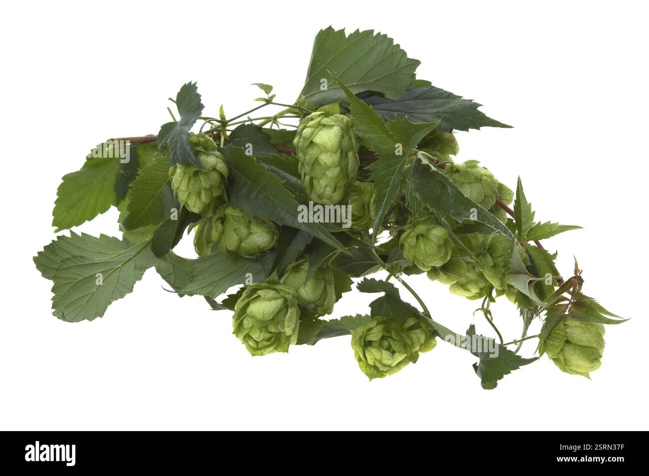 Touch ups Cut Out Stock Images & Pictures - Alamy