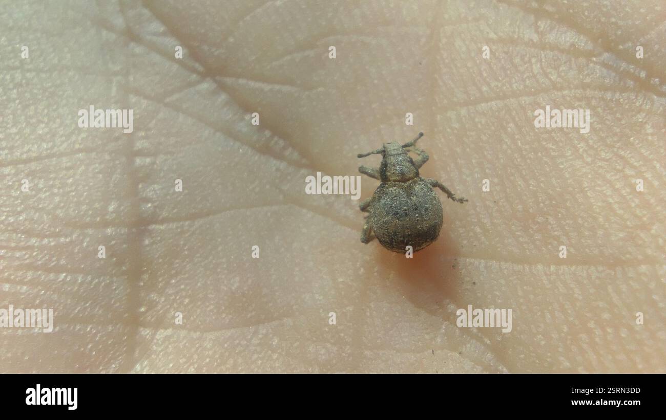 Two-banded Japanese Weevil (Pseudocneorhinus bifasciatus), Insecta ...