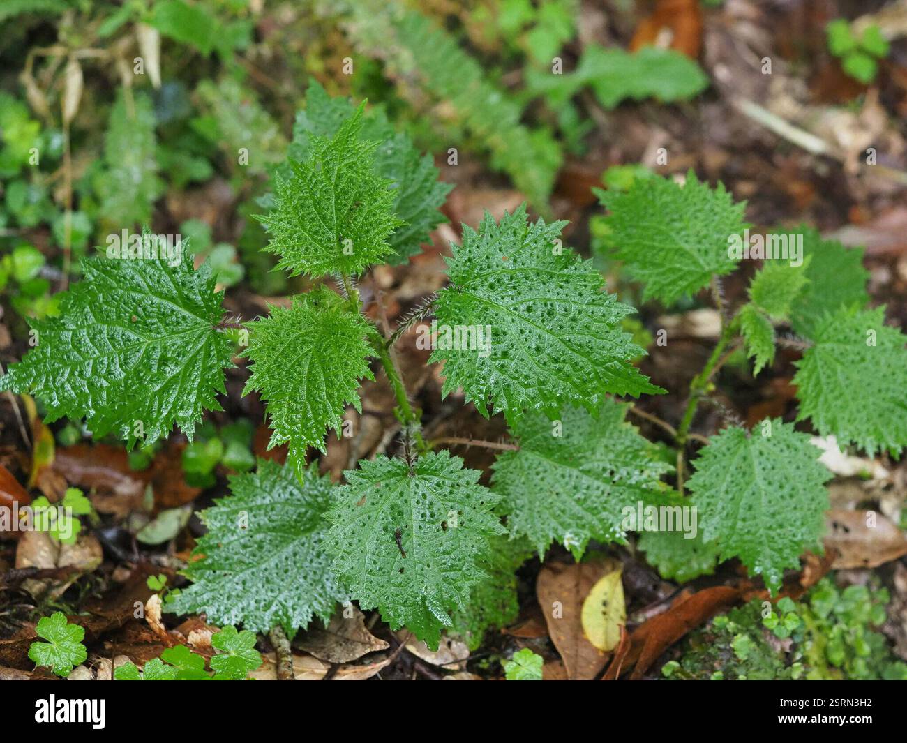 Japanese Nettle (Urtica thunbergiana), Plantae, 台灣桃園市 Stock Photo - Alamy